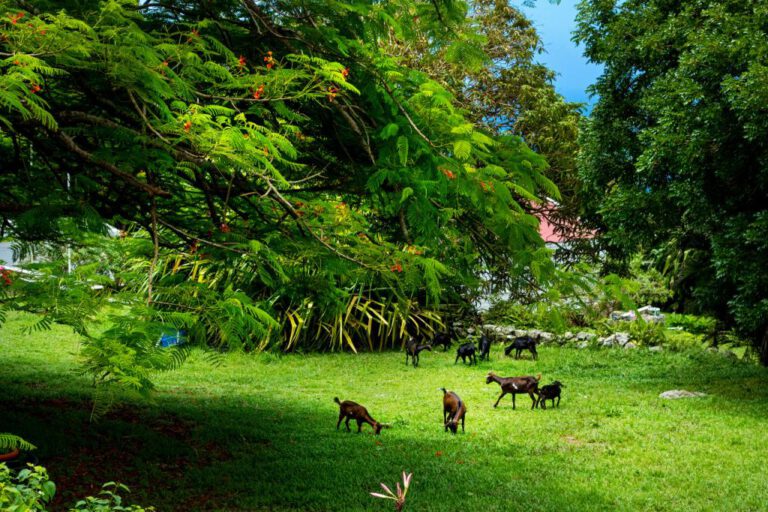 Gallery – The Cottage Club Hotel